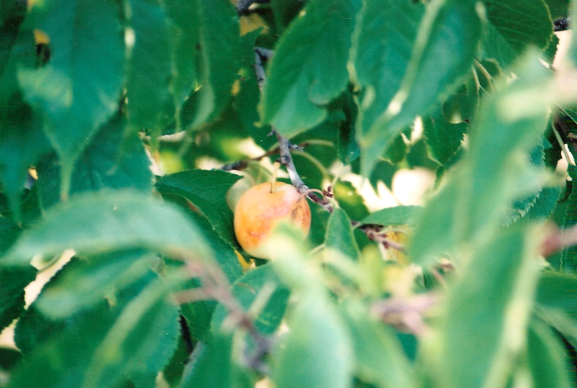 21 Trees & Shrubs to Grow in Eastern Colorado – The Other Colorado ...